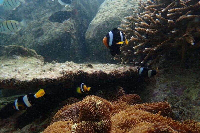 Pigeon Island Snorkeling Tour from Uppuveli Beach - FAQ