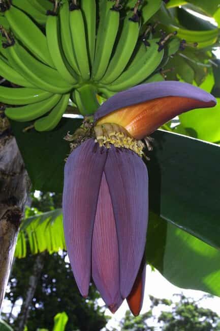 Pigeon Point and Castries Paradise Tour on Saint Lucia - Analyzing the Value