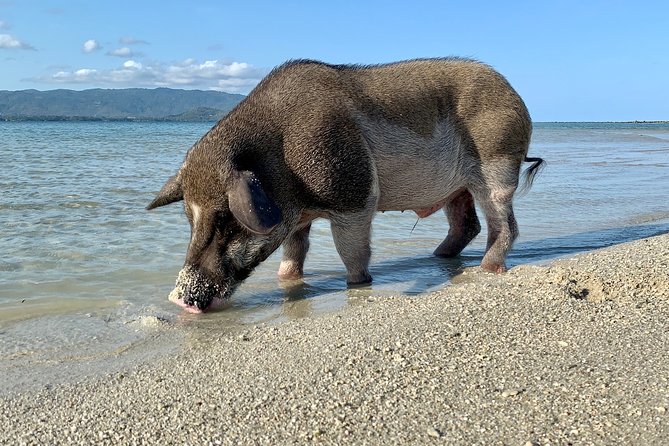 Pigs Island exclusive Semi VIP - Transport, Timing, and Group Dynamics