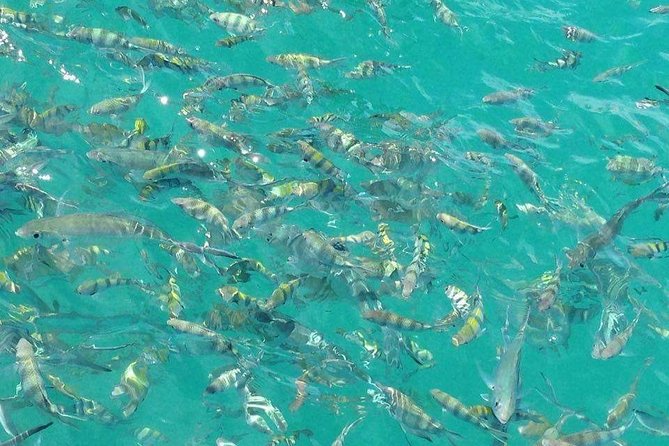 Pigs Island exclusive Semi VIP - FAQ