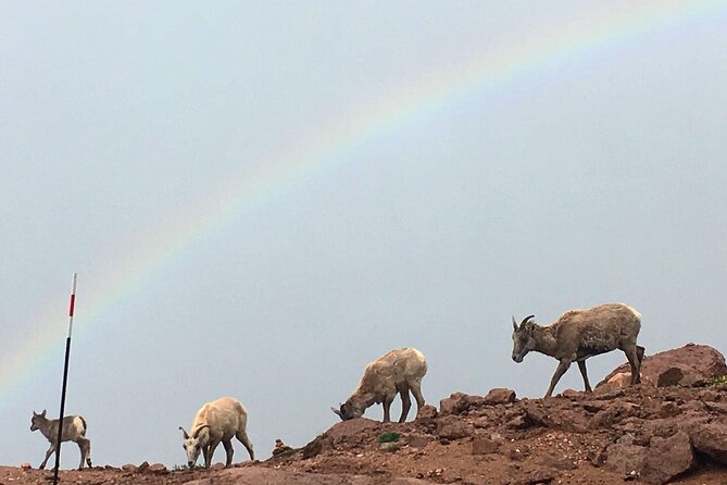 Pikes Peak Jeep Tours - Customer Testimonials
