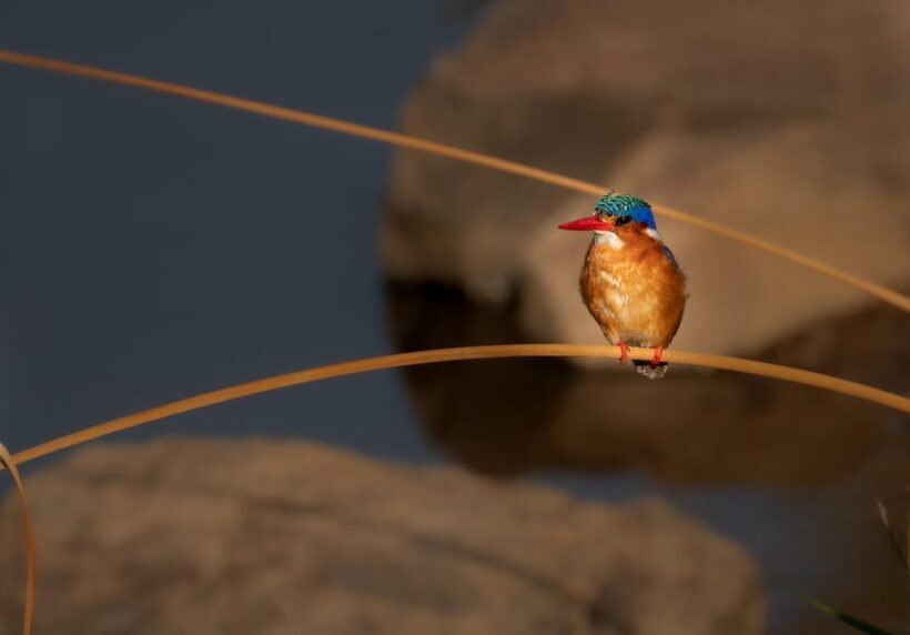 Pilanesberg Explorer (Day Tour) - Key Points