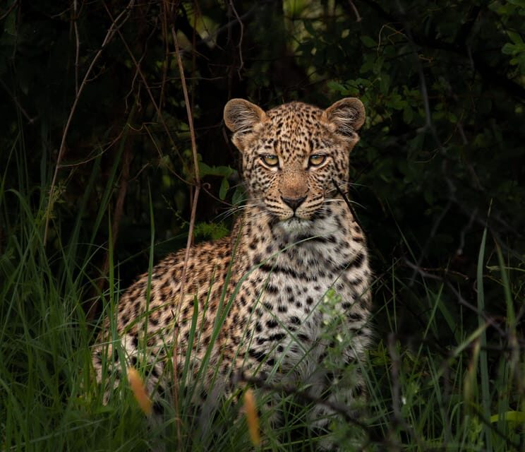 Pilanesberg Explorer (Day Tour) - The Tour Structure: A Full Day of Adventure