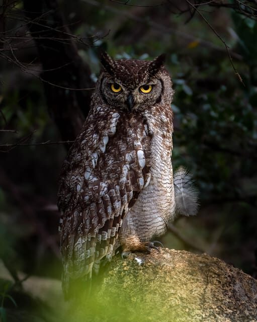 Pilanesberg Explorer (Day Tour) - The Landscape: A Photo-Opportunity Wonderland