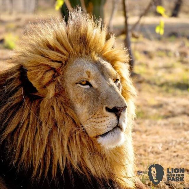 Pilanesberg Game Reserve Full Day Safari - Key Points