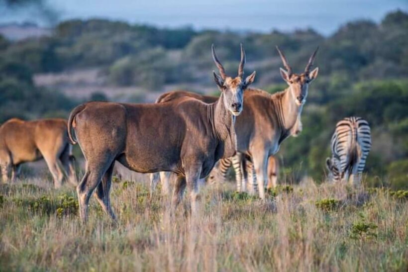 Pilanesberg Game Reserve Full Day Safari - Pricing and Value: Is It Worth It?