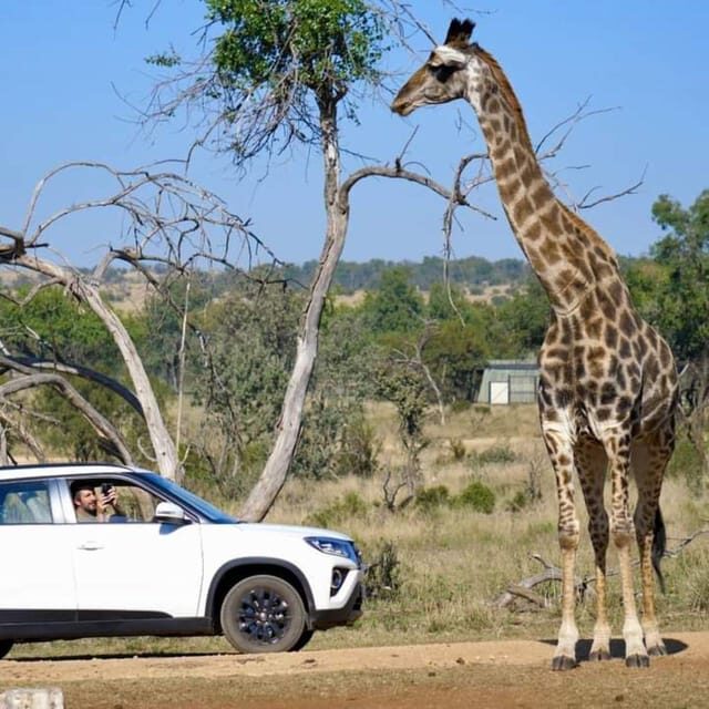 Pilanesberg Game Reserve Full Day Safari - The Bottom Line