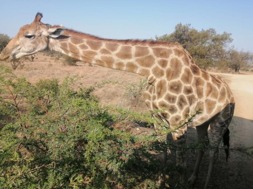 Pilanesberg Game reserve safari with pickup in Johannesburg - Who Will Love This Tour?