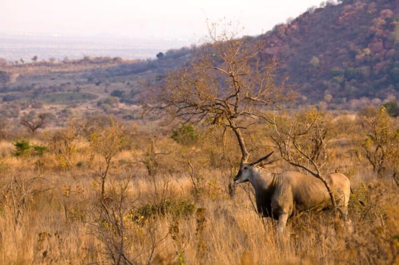 Pilanesberg Game reserve safari with pickup in Johannesburg - The Sum Up