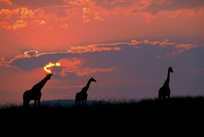 Pilanesberg National Park: 6H Game Drive with Lunch - Key Points