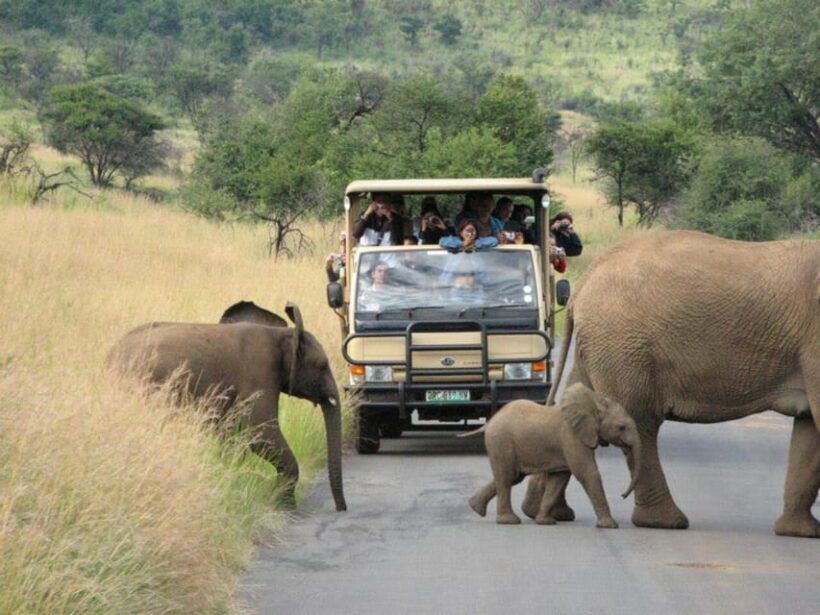 Pilanesberg National Park: 6H Game Drive with Lunch - An In-Depth Look at the Game Drive Experience