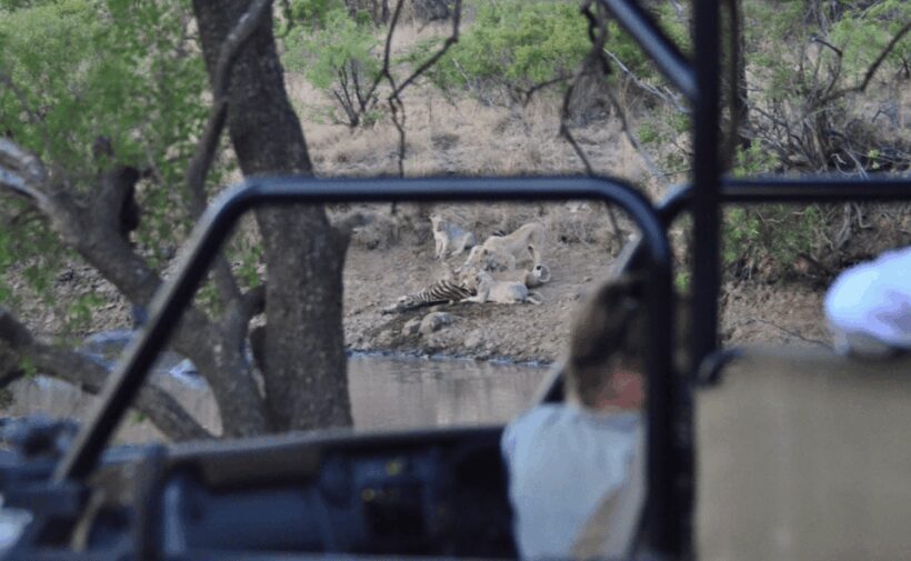 Pilanesberg National Park: 6H Game Drive with Lunch - FAQs