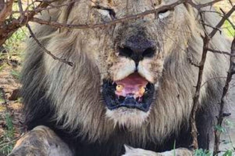 Pilanesberg : Sunrise Morning Game Drive - Key Points