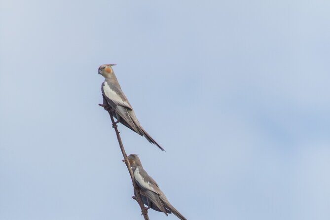 Pilbara Bird Tours - The Experience: What to Expect