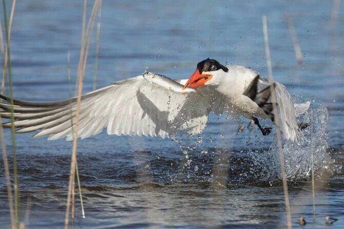 Pilbara Bird Tours - Practical Details: What You Need to Know