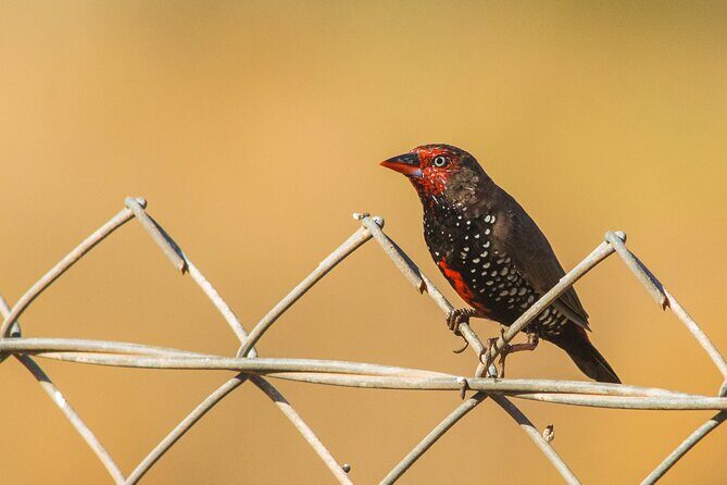 Pilbara Bird Tours - Authentic Experiences and Reviews