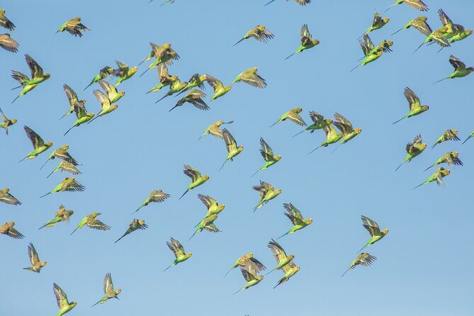 Pilbara Bird Tours - FAQ