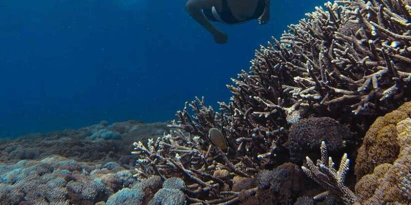 Pink Beach Lombok/Ona Day Trip - Logistics and Practicalities