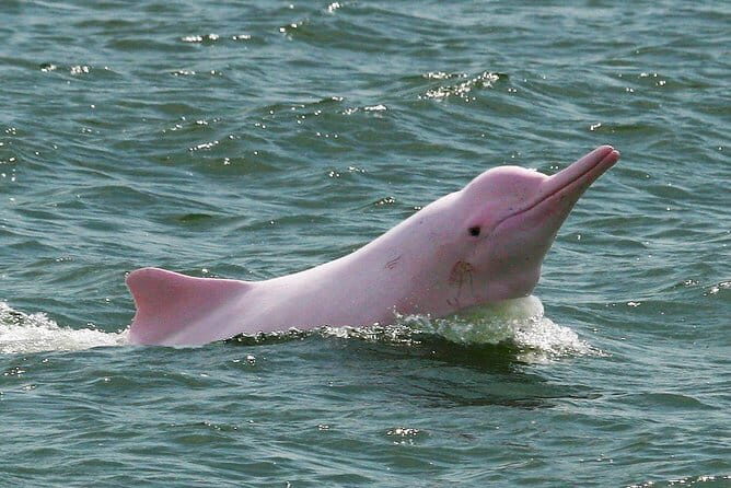 Pink Dolphin and Snorkeling Full Day Experience - Key Points