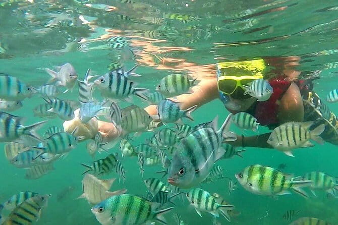 Pink Dolphin and Snorkeling Full Day Experience - Practical Tips for Travelers