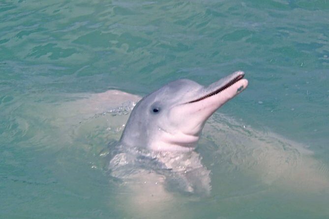 Pink Dolphin Spotting & Pig Island Speedboat Tour From Koh Samui - The Itinerary Breakdown: What to Expect