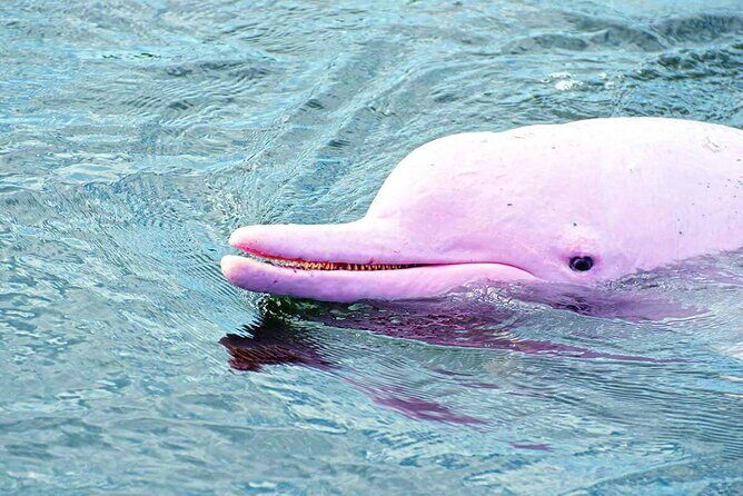 Pink Dolphin Spotting & Pig Island Speedboat Tour From Koh Samui - Who Should Consider This Tour?