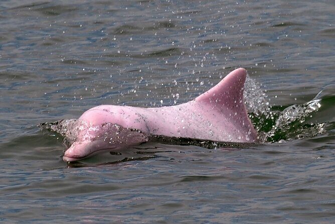 Pink Dolphin Spotting & Pig Island Speedboat Tour From Koh Samui - Final Thoughts