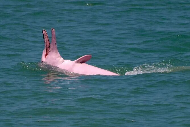 Pink Dolphin Spotting & Pig Island Speedboat Tour From Koh Samui - FAQ: Your Questions About the Tour