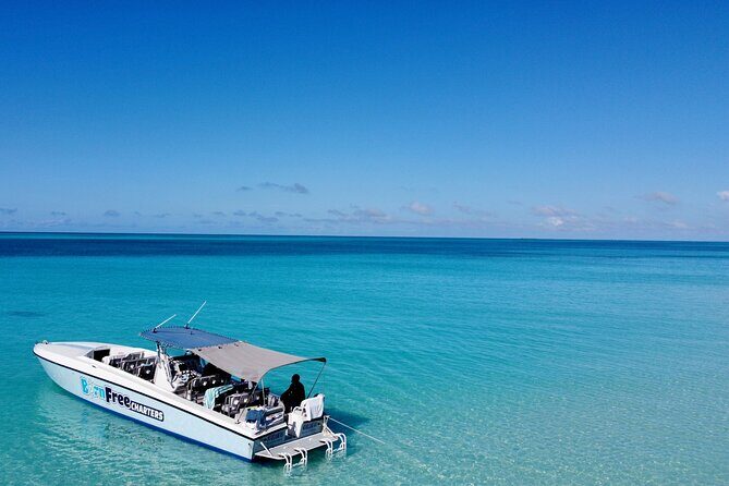 Pink Sand Beach and Swimming Pigs Adventure from Nassau - The Sum Up