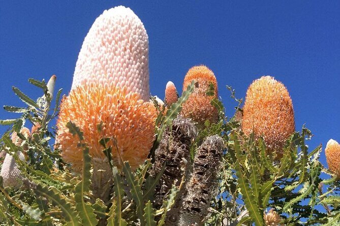 Pinnacles and Swan Valley Day Tour - Who Should Consider This Tour?