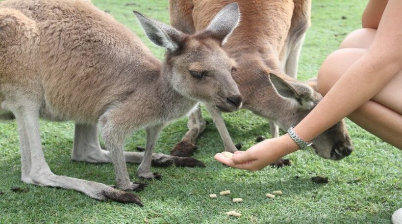 Pinnacles, Koalas & Sandboarding Tour Day Trip from Perth - Exploring the Itinerary: What You’ll Experience