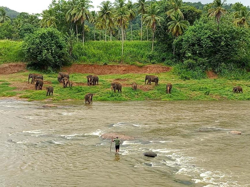 Pinnawala & Kandy Day Tour from Colombo or Negombo - What to Expect from the Tour