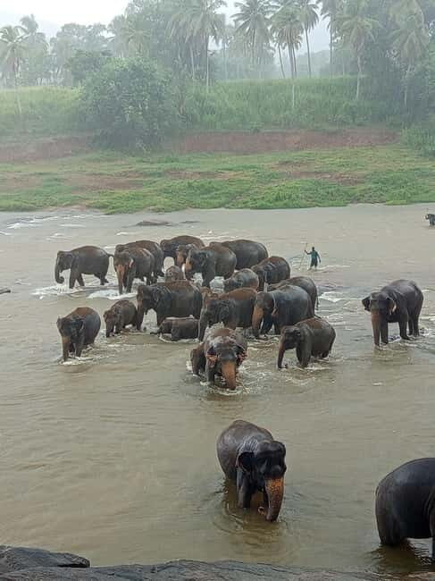 Pinnawala & Kandy Day Tour from Colombo or Negombo - Authentic Experiences and Highlights