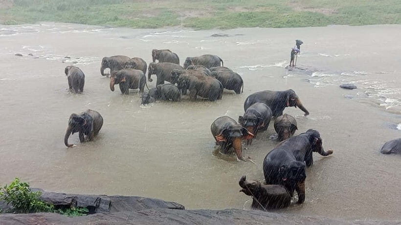 Pinnawala & Kandy Day Tour from Colombo or Negombo - The Sum Up