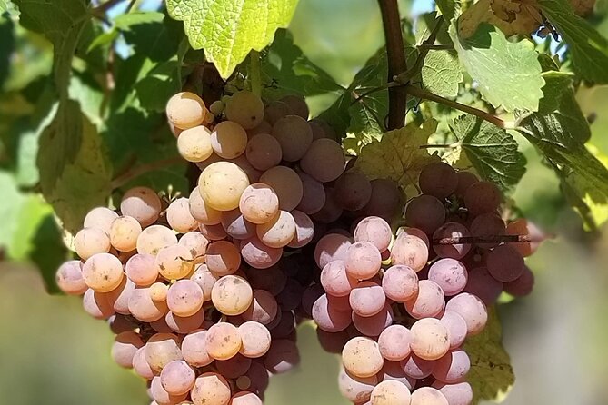 Pinot Noir & Pinot Wine Tour to Baden-Württemberg - Who Will Love This Tour?