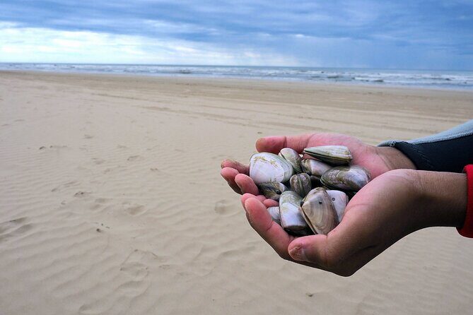 Pipi Catching and Cooking Experience in Goolwa - An In-Depth Review of the Goolwa Pipi Experience