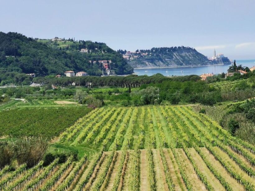 Piran: 5-Course Boutique Food Tour with Electric Bikes - What to Expect from the Piran Food and E-Bike Tour