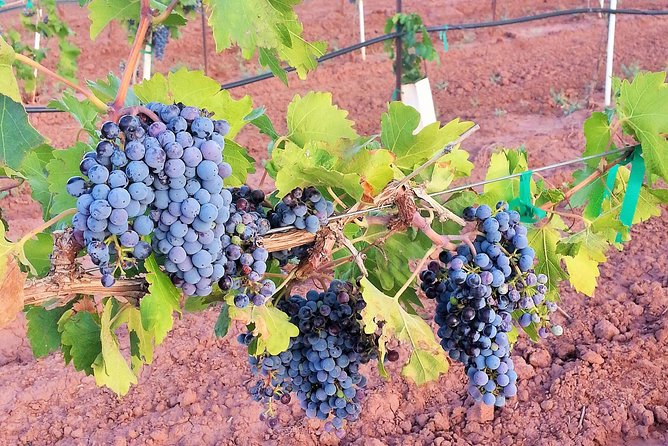 PistachioLand Farm Tour - The Sum Up