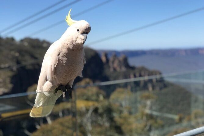 PJ Blue Mountains Supreme Tour (Private Charter) - An Overview of the Tour Experience