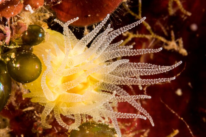 Plakias: Try Scuba Diving First Time - Private, From 8 Yrs. - Dive2gether Crete: A 5-Star PADI Diving School