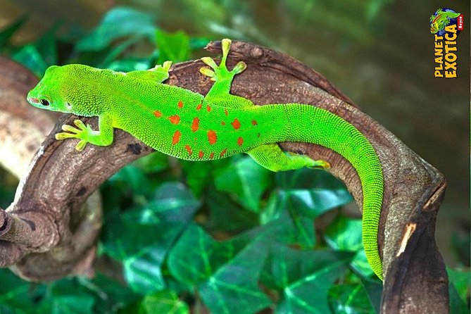 Planet Exotica Entrance Ticket - Planet Exotica Overview