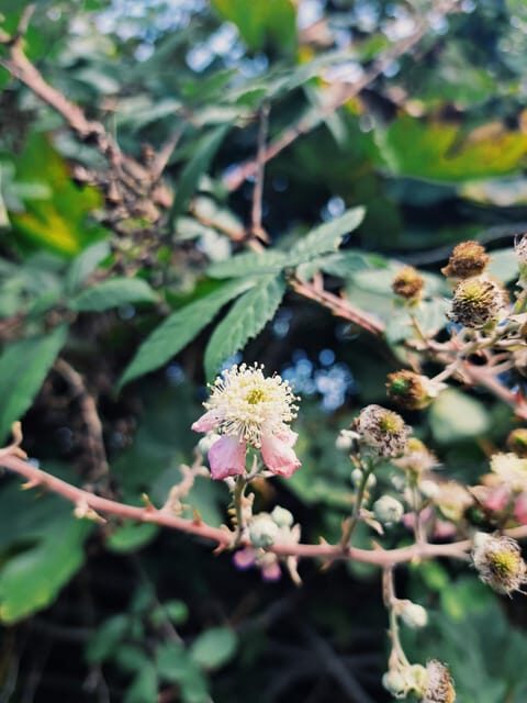 Plants and natural elements for Witchcraft and Tarot - Who Will Love This Tour?