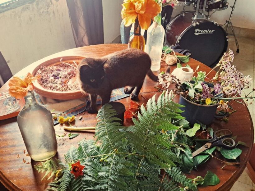 Plants and natural elements for Witchcraft and Tarot - FAQ