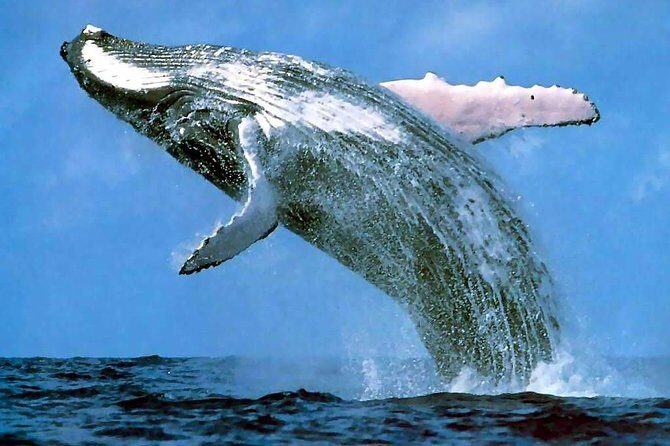 Platinum Whale Sightseeing and Cayo Levantado Island Tour - Key Points