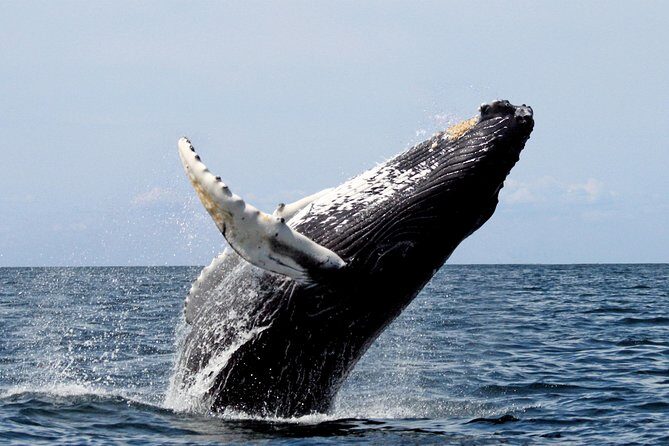 Platinum Whale Sightseeing and Cayo Levantado Island Tour - A Deep Dive into the Experience