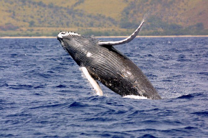 Platinum Whale Sightseeing and Cayo Levantado Island Tour - Analyzing the Value