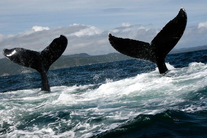 Platinum Whale Sightseeing and Cayo Levantado Island Tour - Who Should Consider This Tour?