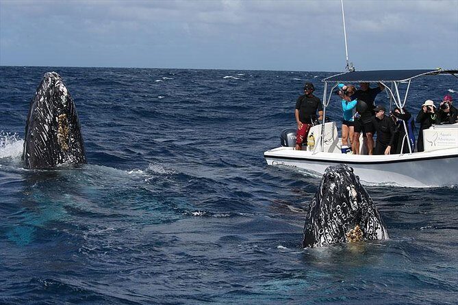 Platinum Whale Sightseeing and Cayo Levantado Island Tour - Frequently Asked Questions