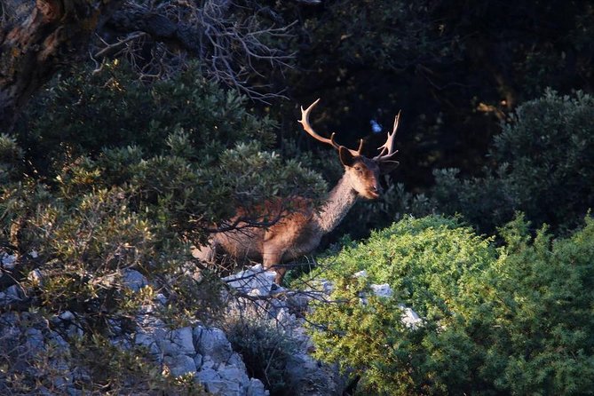 Plavnik Island & Wild Bays Full-Day Boat Trip With Capt. Bobo - Insights From the Knowledgeable Captain