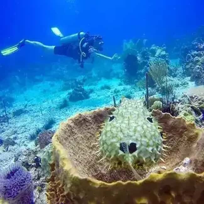 Playa Blanca: Scuba Diving Tour with Equipment - Key Points